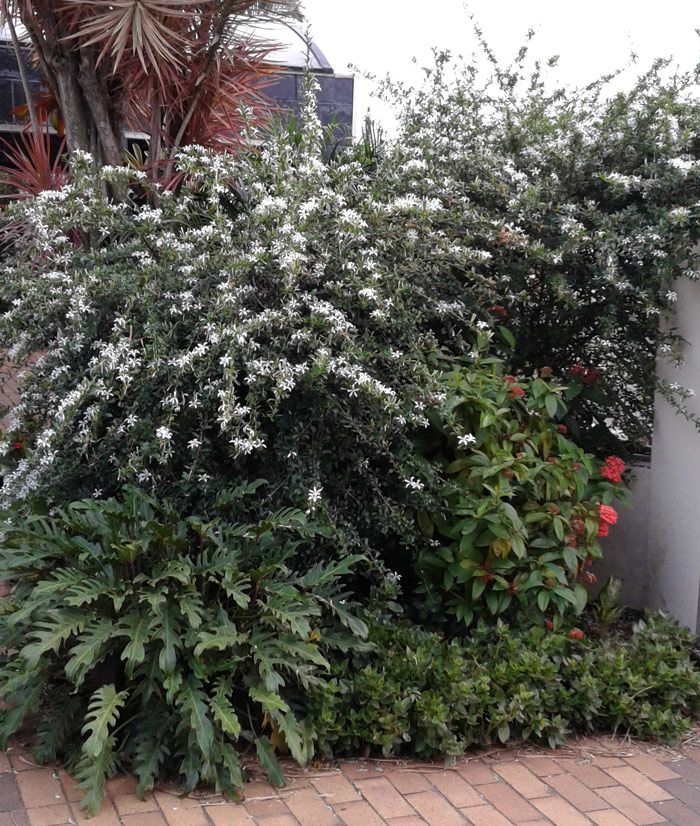 Exotic landscape design ecoman durban