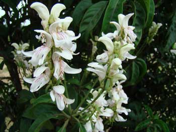 Indigenous Trees Suitable Landscape Planting Durban